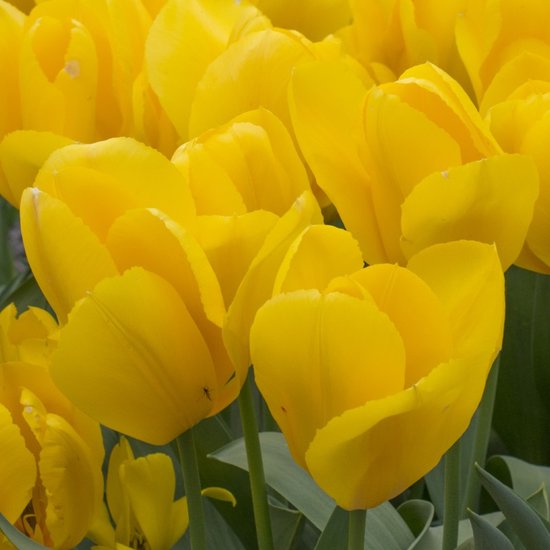 Tulp Golden Purissima | Fosteriana | Geel | Tulpenbollen | bol