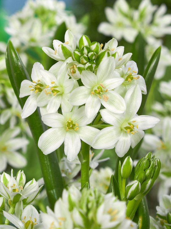 80x Vogelmelk 'Ornithogalum balansae (oligophyllum)' - BULBi ...