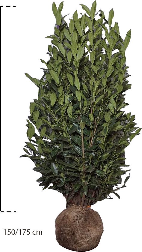 Plants Online - Haagplanten - Laurier ‘Elly’ - Kluit 150-175 cm - set ...