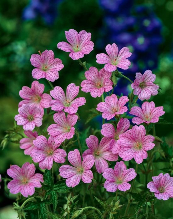Plants Online - Tuinplanten - Vaste planten - Set van 1 - Geranium ...