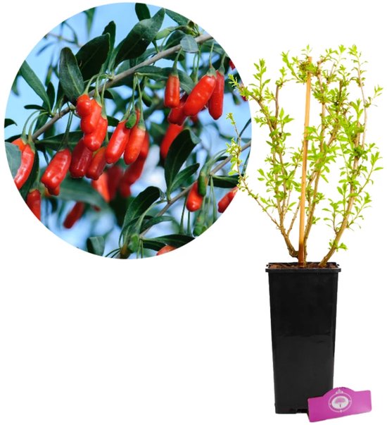 Lycium barbarum 'Little Goji', Dwerg boksdoorn, Hoogte 60cm, 2 liter pot | bol