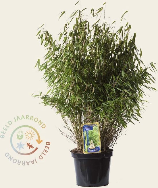 Fargesia murielae 'Simba' 80/100 | bol