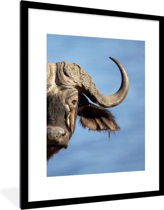 Fotolijst incl. Poster - Buffel - Vogel - Water - 60x80 cm ...