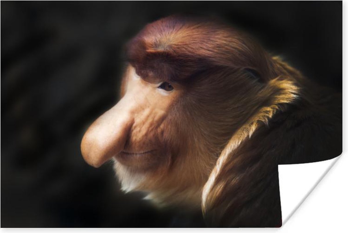 Poster Een zijaanzicht van een neusaap donkere achtergrond - 60x40 cm ...