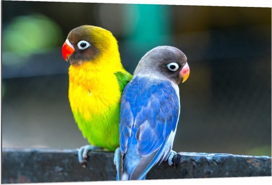 Dibond - Geel/Blauwe Vogeltjes - 120x80cm Foto op Aluminium (Met ...