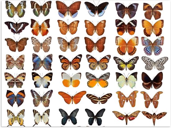 Poster – Collage van Verschillende Soorten Vlinders - 40x30cm Foto op ...