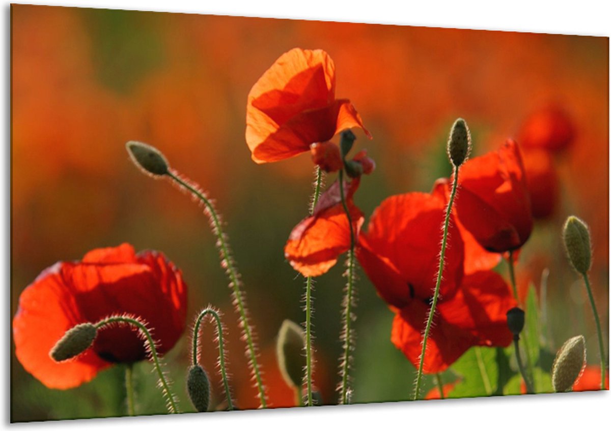 Schilderij Op Canvas Klaproos - Rood, Groen - 120x70cm 1Luik - Foto Op ...