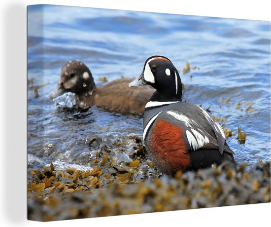 Canvas Schilderij Harlekijneenden - Vogel - Water - 140x90 cm - Wanddecoratie | bol.com