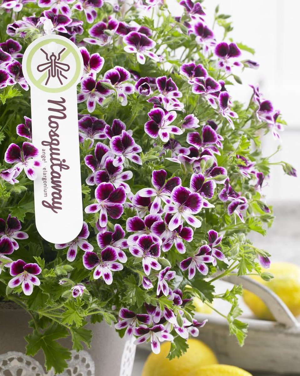 6x Pelargonium Angel Parfum Nova - Geranium – Eénjarig – Geurend - ⌀12 ...