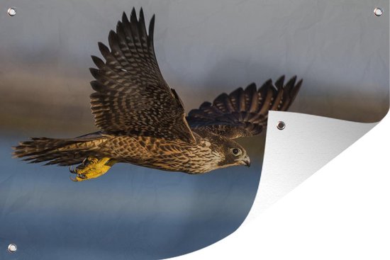 Affiche de jardin Faucon vole le long d'un lac 60x40 cm - petit - Toile ...