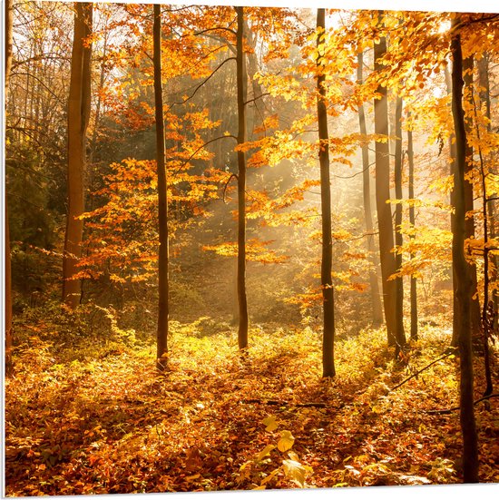PVC Schuimplaat - Bomen in Bos in Oranje Tinten - 80x80 cm Foto op PVC ...