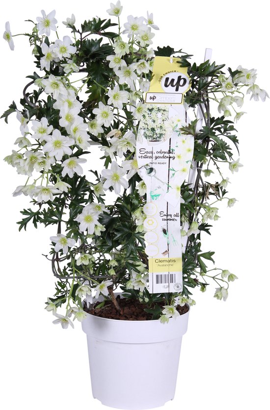 Clematis Cartmanii 'Avalanche' - ↨70cm - Ø19 | bol.com