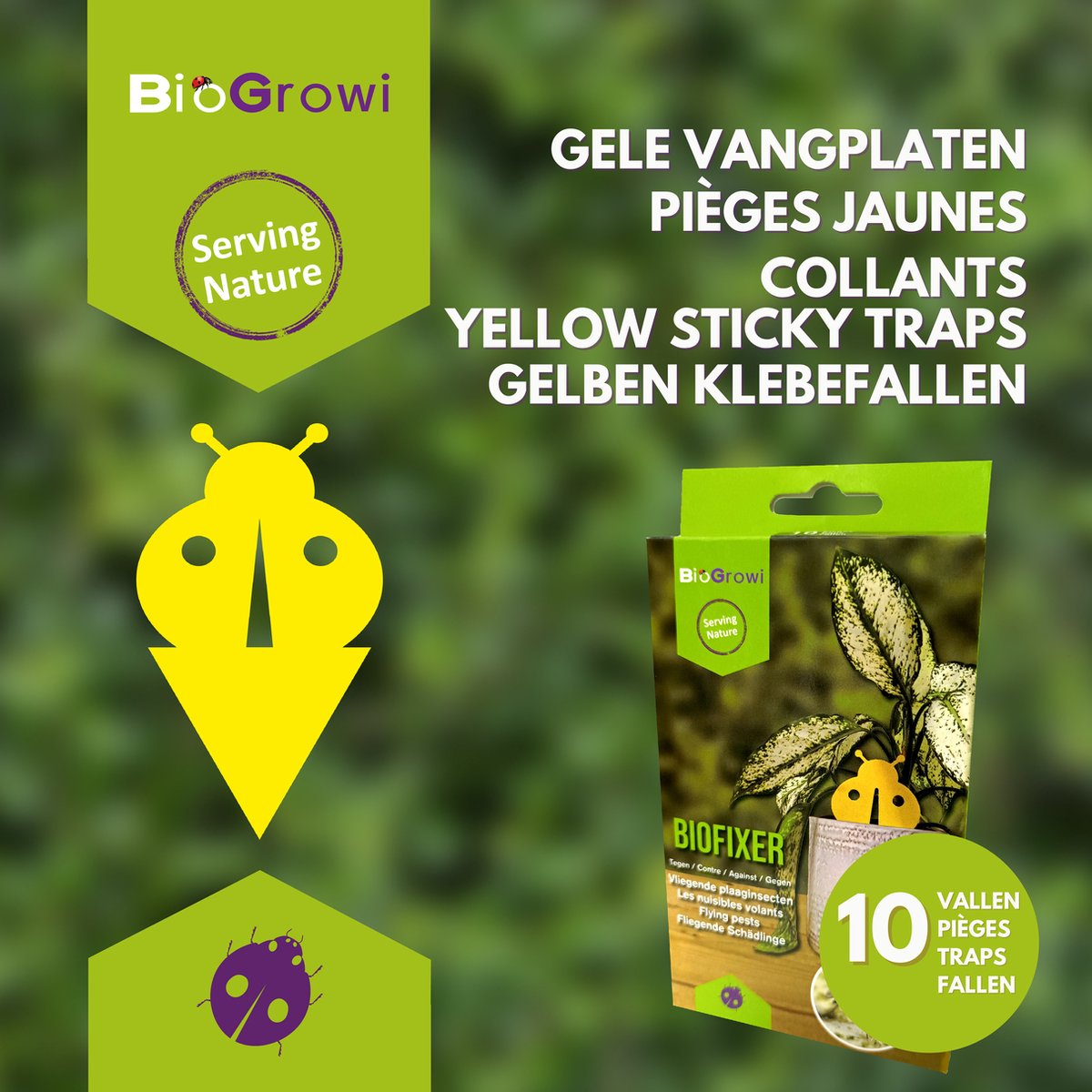 Biofixer - 10 Vangkaartjes - Rouwvliegjes bestrijden - Aaltjes tegen ...