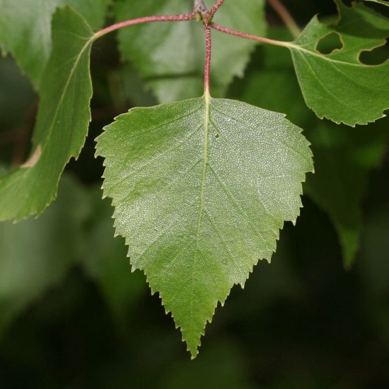 Ruwe berk - Betula pendula | Omtrek: 25-30 cm | Hoogte: 400 cm | bol