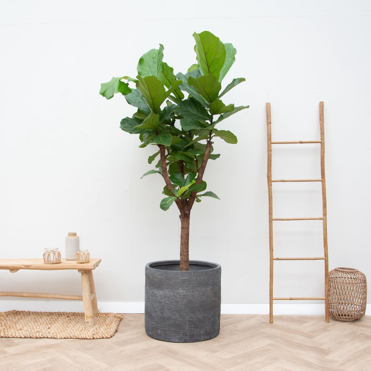 Tabaksplant - Ficus Lyrata Boom XL hoogte 180cm potmaat 30cm | bol.com