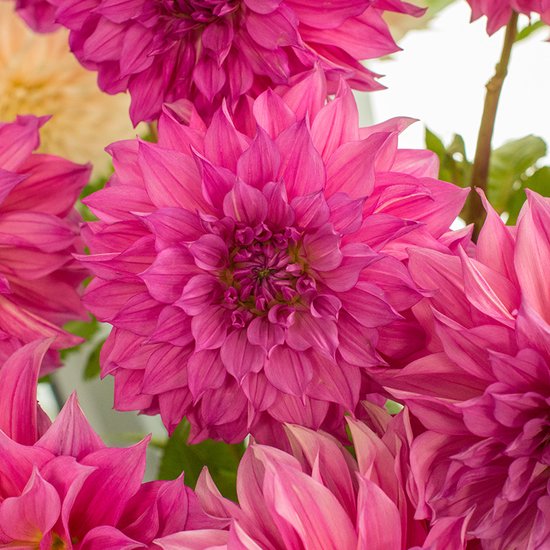 Dahlia Café au Lait Rose | 1 stuk | Dinnerplate Dahlia | Reuze Dahlia ...