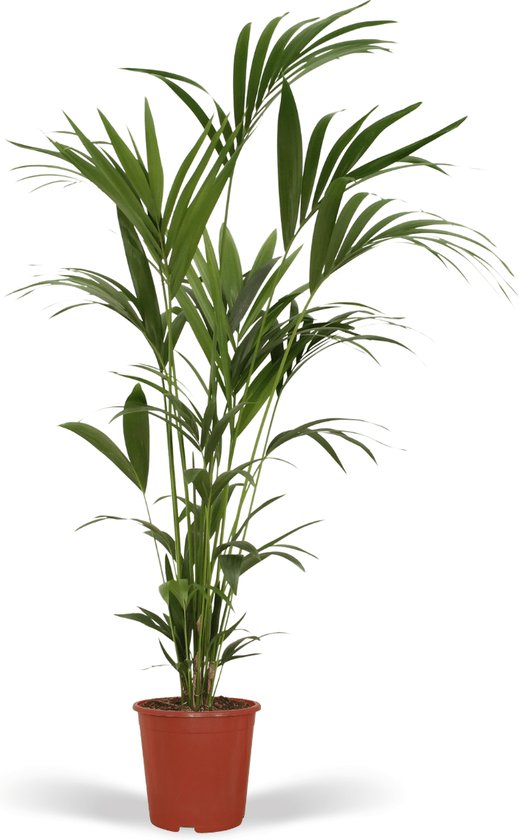 Howea Forsteriana - Ø24 - 120cm - Kentiapalm | bol