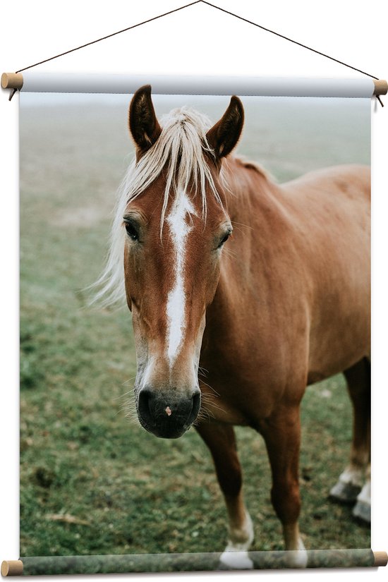 Textielposter - Bruin Paard met Witte Aftekening in Groen Grasveld - 60x80 cm Foto op... | bol.com