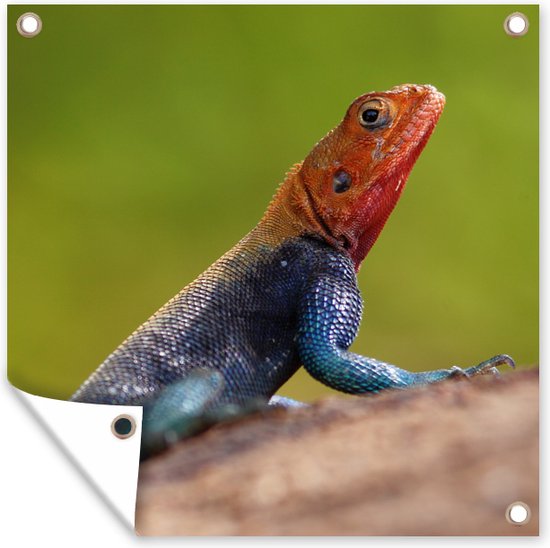 Tuin poster Een close-up van een mannelijke roodachtige hagedis ...