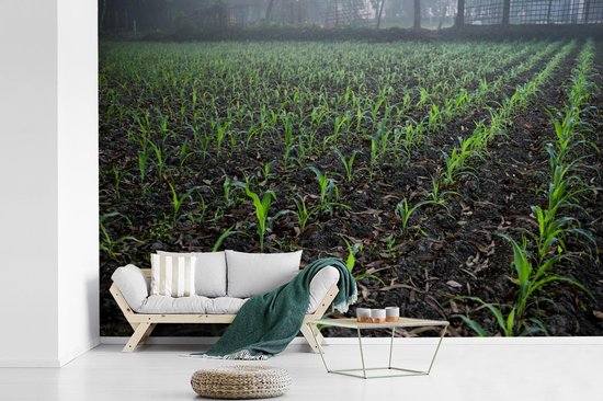 Behang - Fotobehang Veld met mais zaailing - Breedte 450 cm x hoogte ...