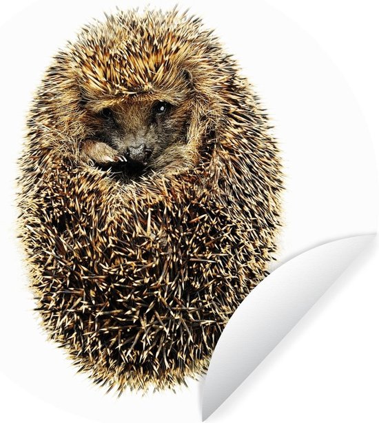 WallCircle - Muurstickers - Behangcirkel - Egel - Wit - Bruin - Neus ...