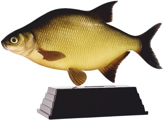 Real Fish Trofee Brasem 17 cm Vis Prijs Viswedstrijd Witviswedstrijd ...