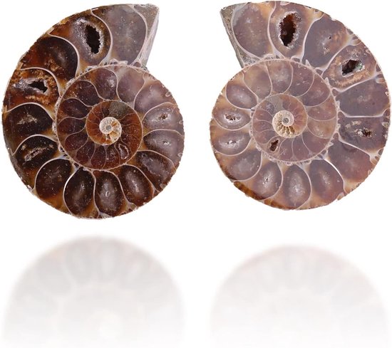 Allecta - Natuurlijke Ammoniet Fossiele Shell, Zee Slak Schelpen ...