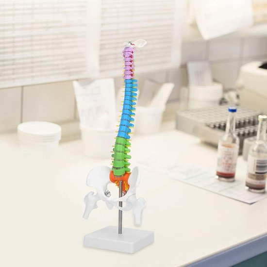 Allecta - Anatomisch menselijk skelet wervelkolom model met vijf ...