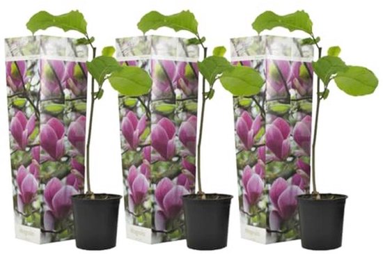 Magnolia Susan - Set van 3 - Brede struik/Kleine boom - Paarse bloemen ...
