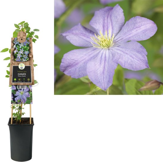 Klimplant Clematis Prince Charles 75 cmVan der Starre | bol.com