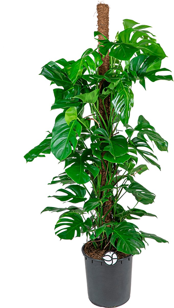 Monstera Deliciosa mosstok | Gatenplant | bol