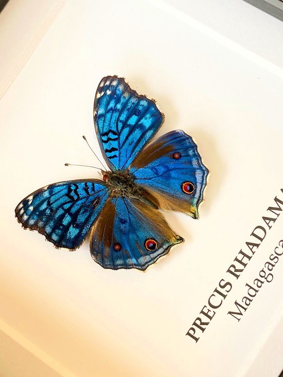 Lijst met opgezette vlinder " Precis Rhadama " - taxidermie ...