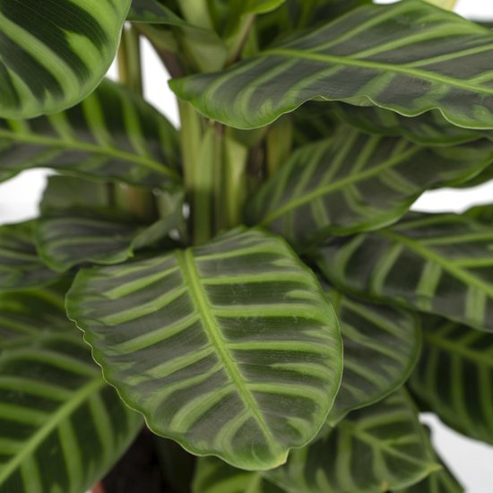 Calathea – Marantaceae (Calathea) – Hoogte: 80 cm – van Botanicly | bol