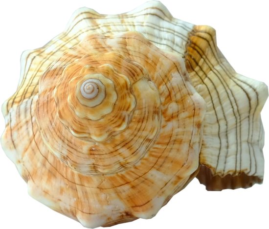 Cadeau-schelp, 14 tot 15 cm grote schelp, fasciolaria trapezium ...