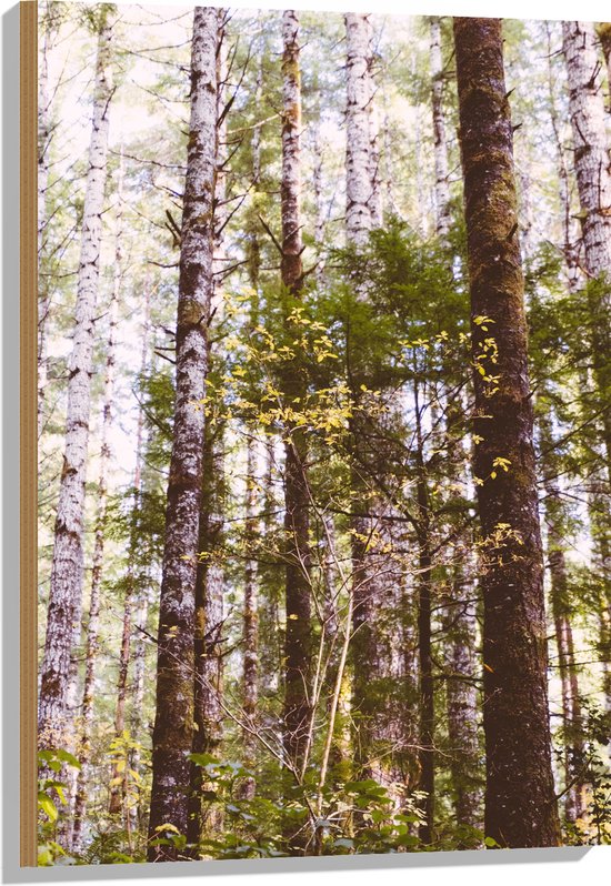 WallClassics - Hout - Dunne Takken aan Bomen - 60x90 cm - 12 mm dik ...