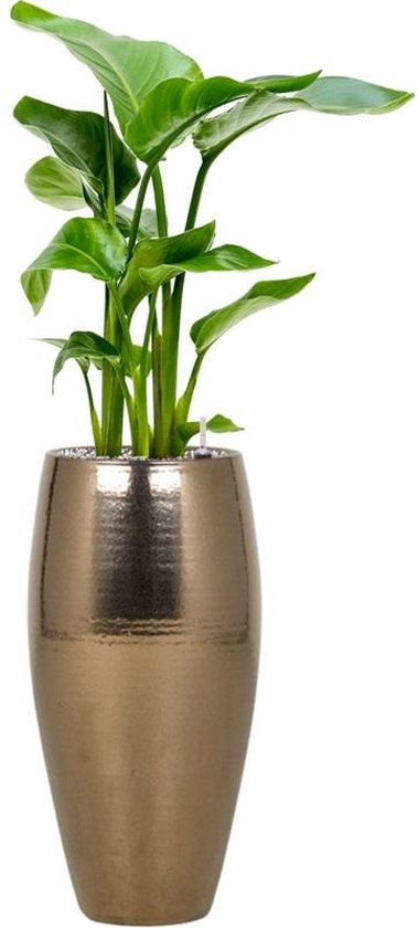 Plant in Pot Strelitzia Nicolai 90 cm kamerplant in Amora Gold 23 cm ...