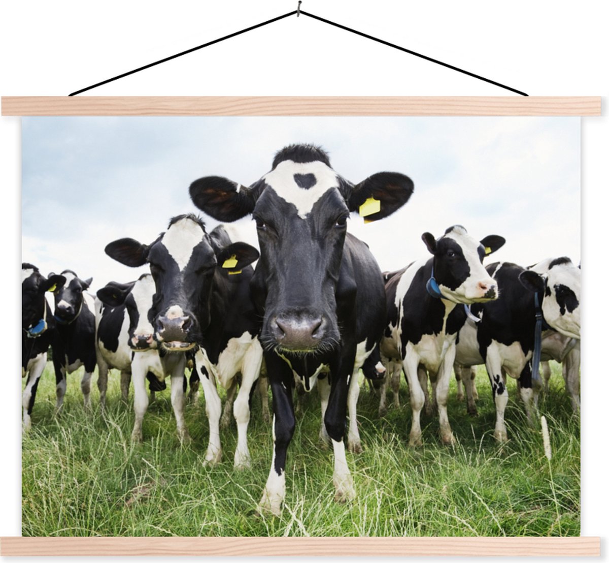 Porte-affiche avec affiche - Affiche scolaire - Vaches - Herbe ...