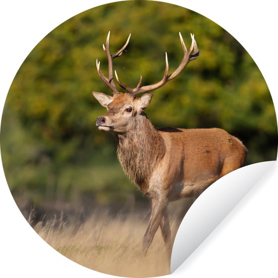 Behangcirkel - Zelfklevend behang - Hert - Natuur - Heide - Dieren ...