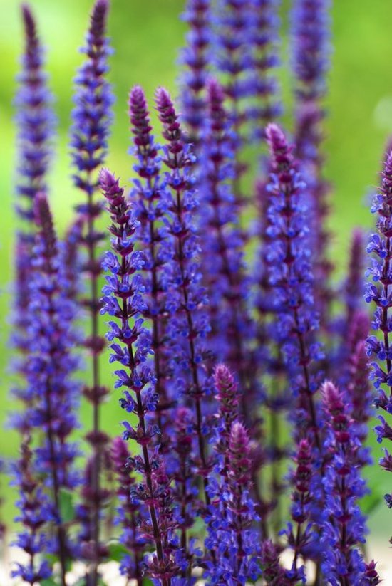 3 stuks | Salvia nemorosa Caradonna P9 | Latijnse naam: Salvia nemorosa ...