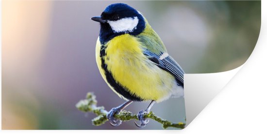 Muurstickers - Sticker Folie - Koolmees - Vogel - Tak - 120x60 cm ...