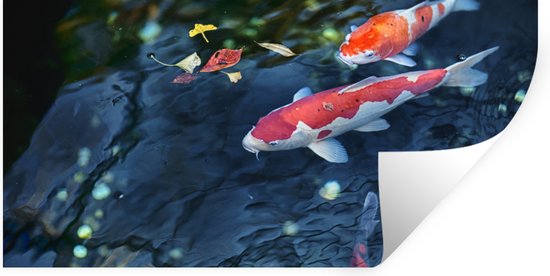 Muurstickers - Sticker Folie - Vier koi karpers in een vijver - 120x60 cm - Plakfolie... | bol