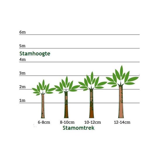 JUGLANS REGIA - Okkernoot Boom halfstam 175cm blote wortel | bol