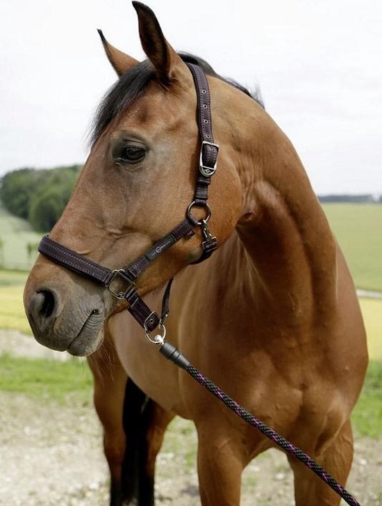 Halster GoLeyGo systeem | bol.com