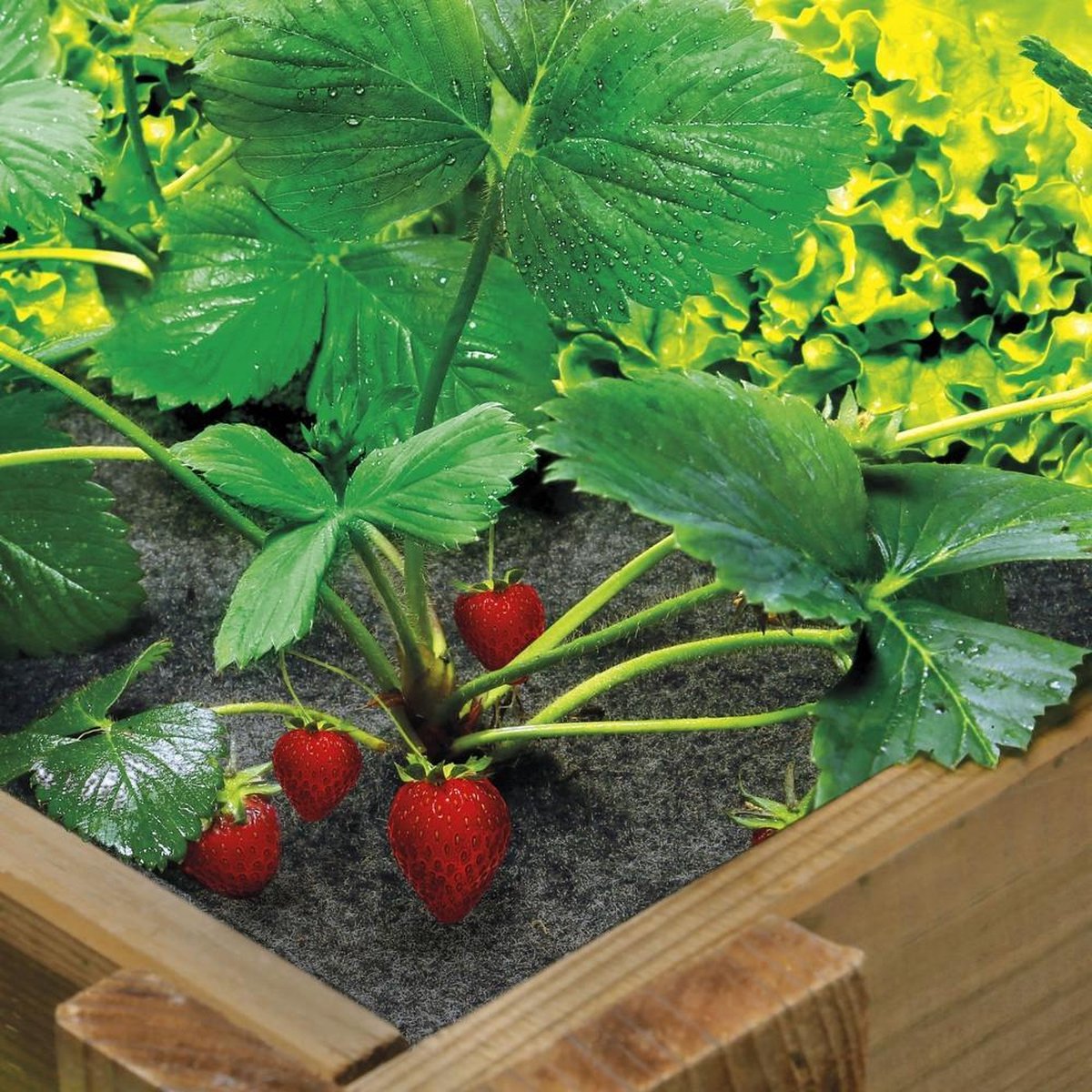 bol-gronddoek-in-vilt-voor-vierkante-moestuin-120-x-120-cm