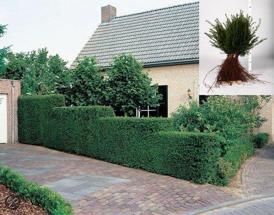 Taxushaag | 100 stuks Taxus haag (Taxus baccata) 30-40 cm | bol.com