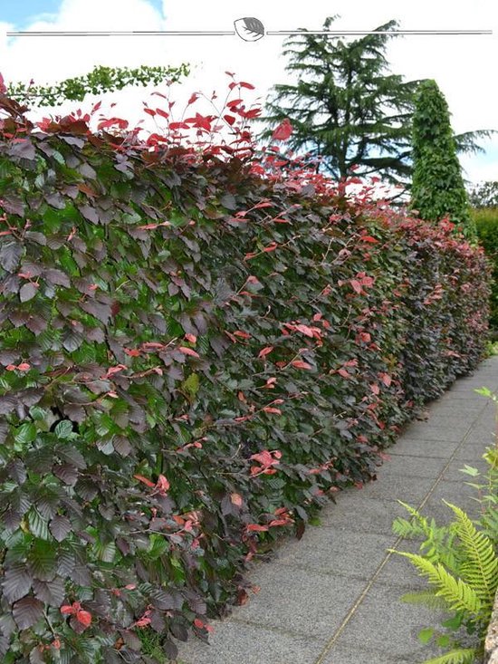 Rode Beuk Fagus sylvatica Atropunicea 150-175 cm in Pot, 5x Haagplant | bol