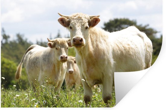 Muursticker Koeien - Witte koeien inveld - 60x40 cm - zelfklevend ...
