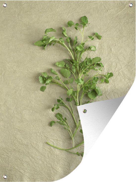 Plante de cresson solitaire sur tapis en tissu Affiche de jardin ...