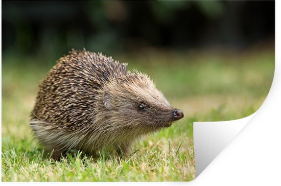 Muurstickers - Egel in de tuin - 90x60 cm - Plakfolie | bol.com