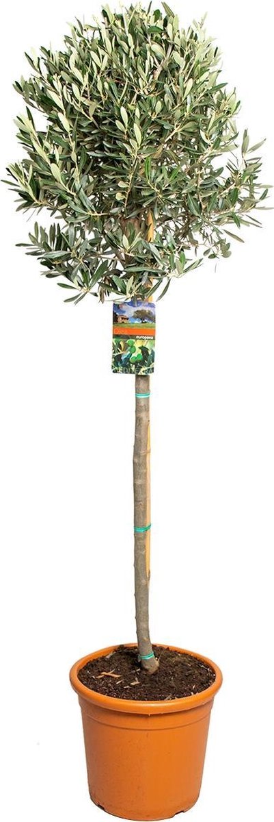 Olijfboom op stam | Olea Europaea - Buitenplant in kwekerspot ⌀32 cm ...